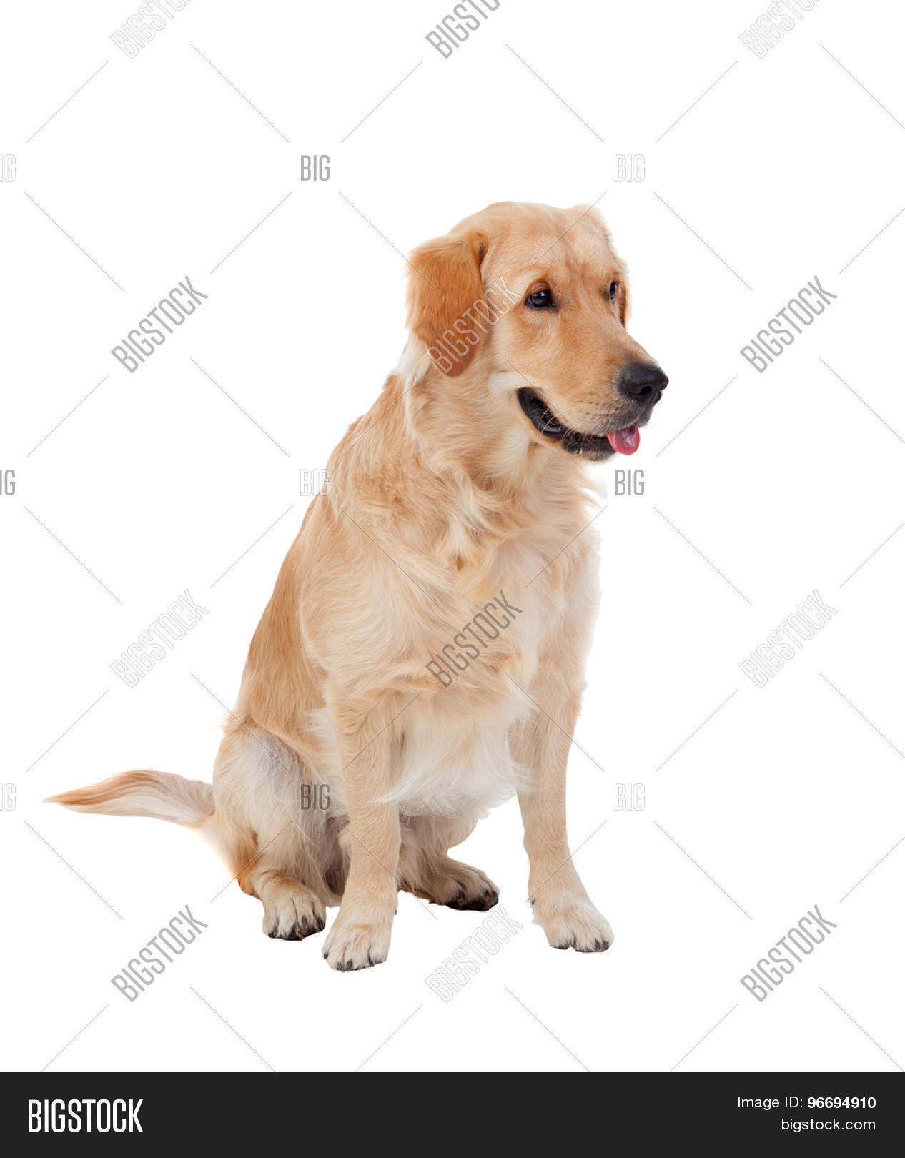 Beautiful Golden Image & Photo (Free Trial) | Bigstock