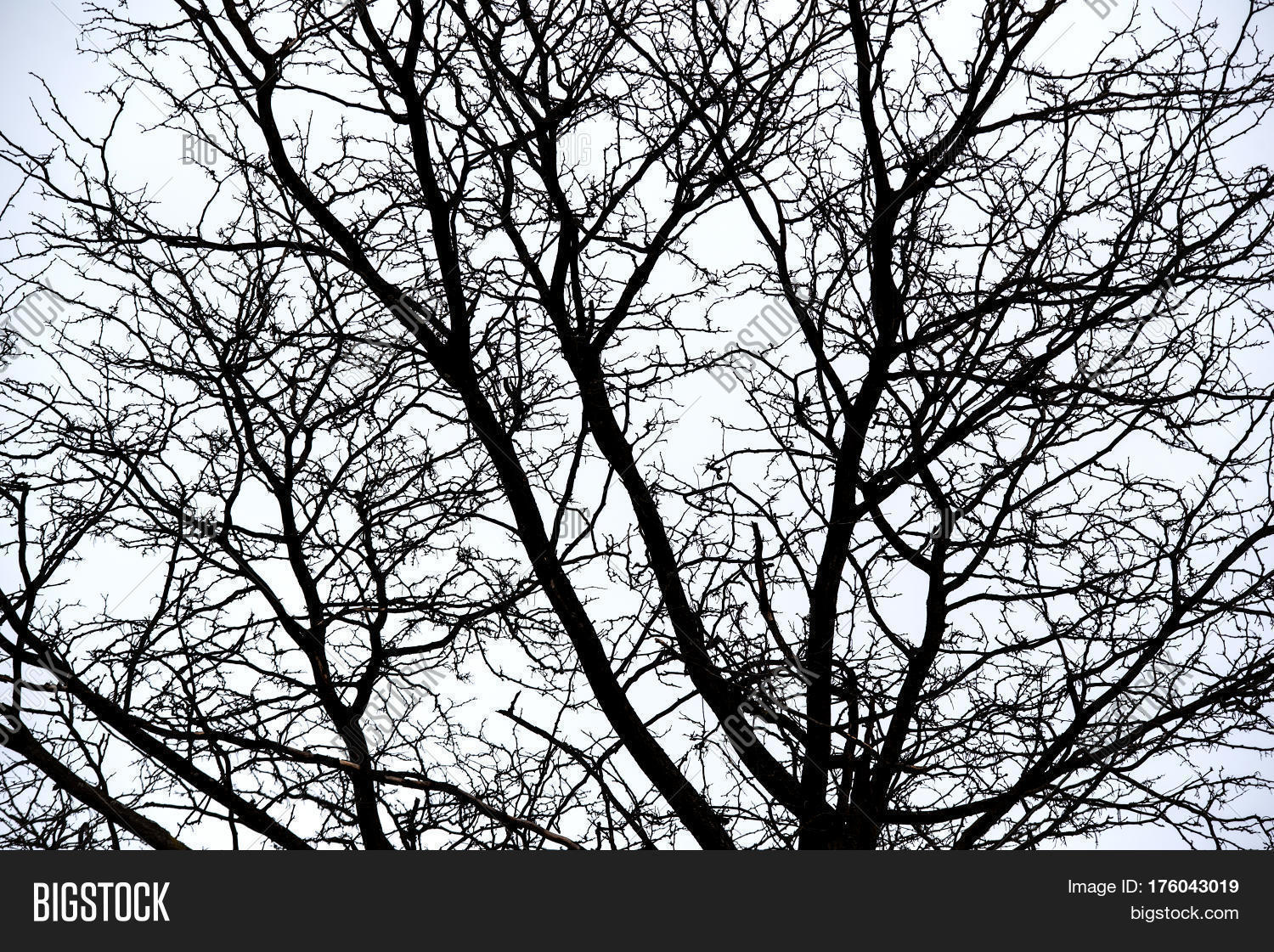 Photo Treetops Image & Photo (Free Trial) | Bigstock