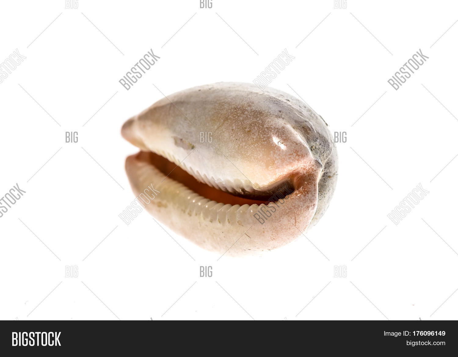 Cowry Cowrie - Luria Image & Photo (Free Trial) | Bigstock