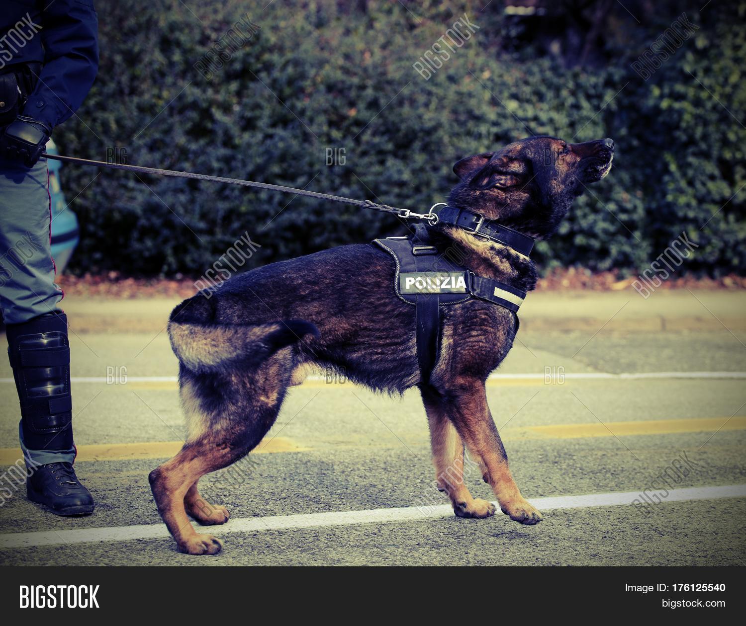 Italian Police Dog Image & Photo (Free Trial) | Bigstock