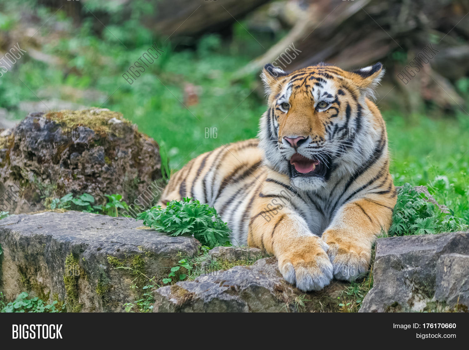 Young Bengal Tiger Image & Photo (Free Trial) | Bigstock
