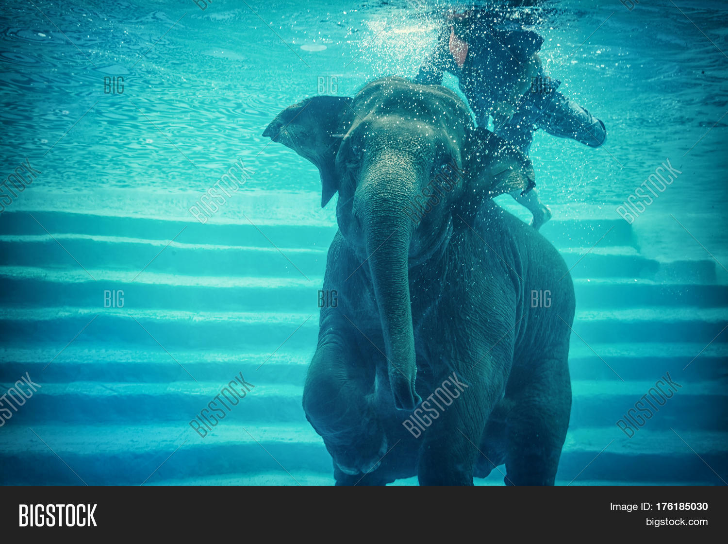 Swimming Elephant Image & Photo (Free Trial) | Bigstock