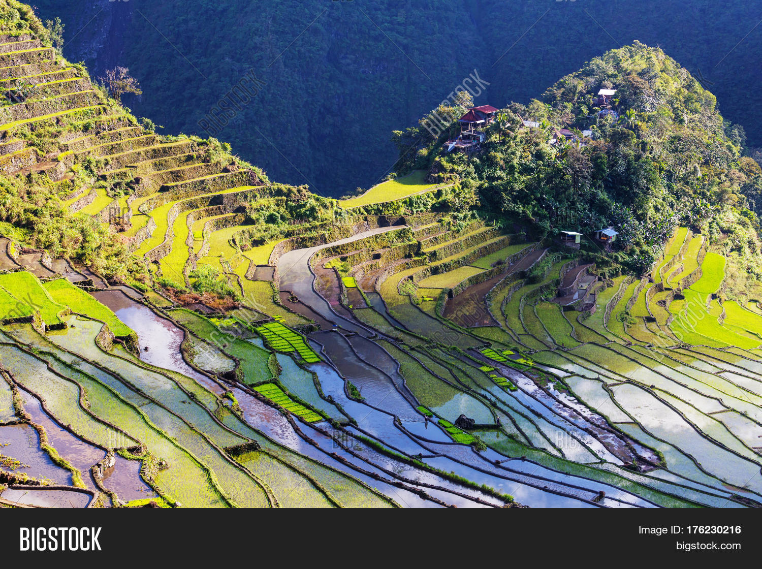 Beautiful Green Rice Image & Photo (Free Trial) | Bigstock