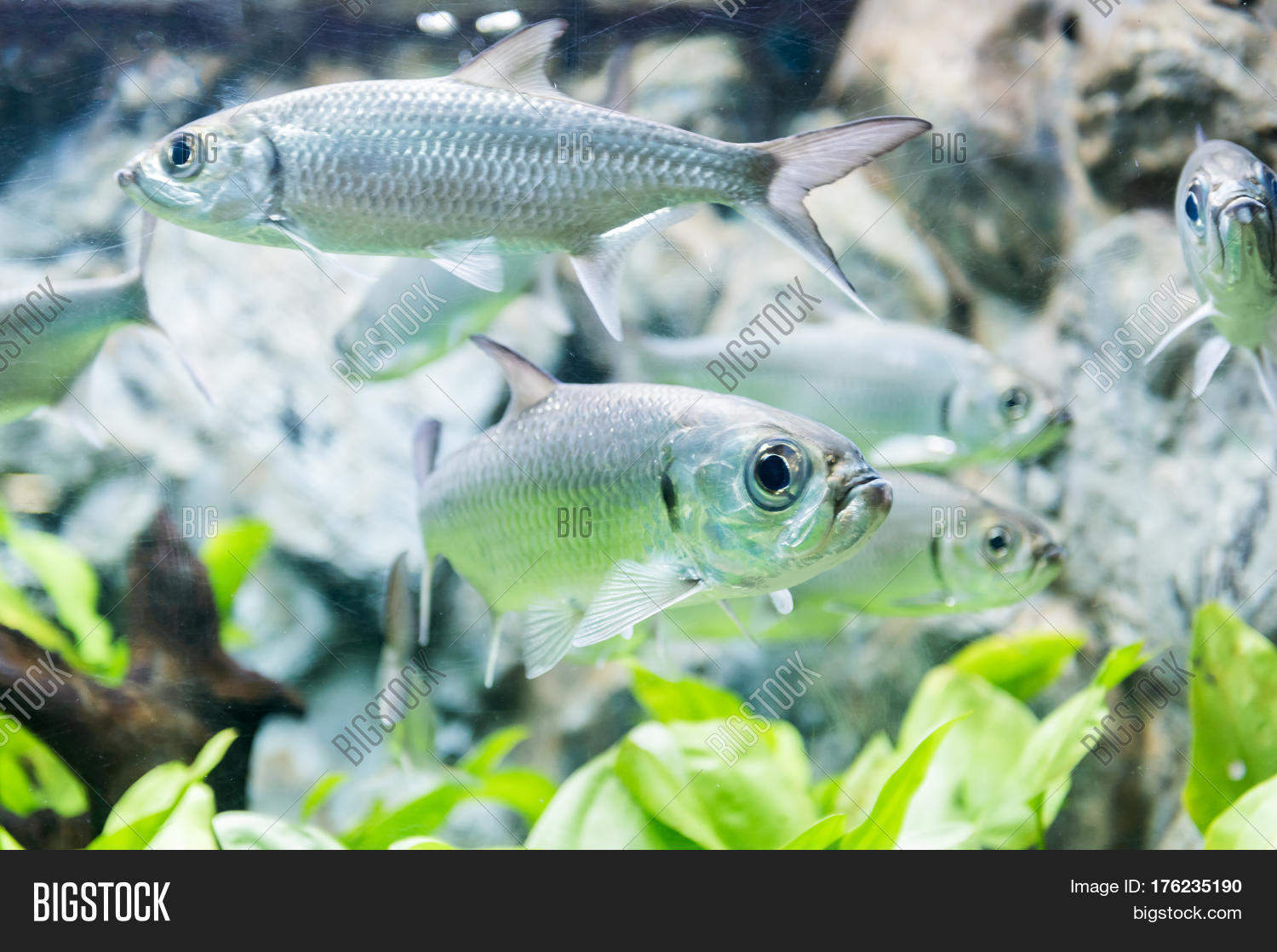Tarpon Indo-Pacific Image & Photo (Free Trial) | Bigstock