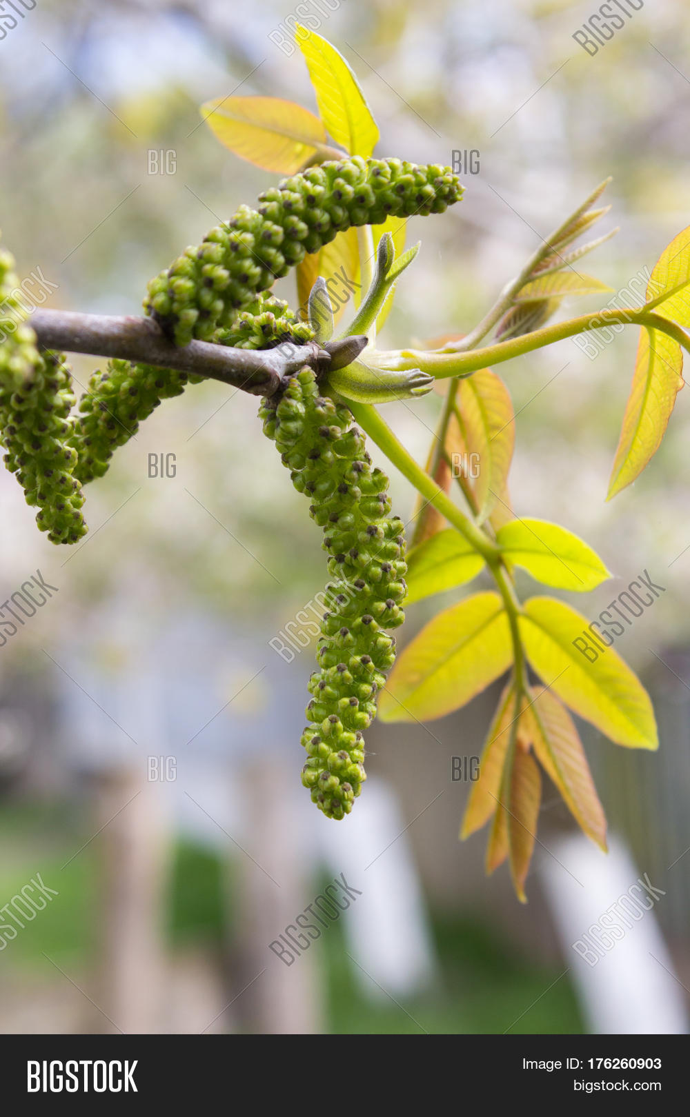 Walnut Blooms. Walnuts Image & Photo (Free Trial) | Bigstock