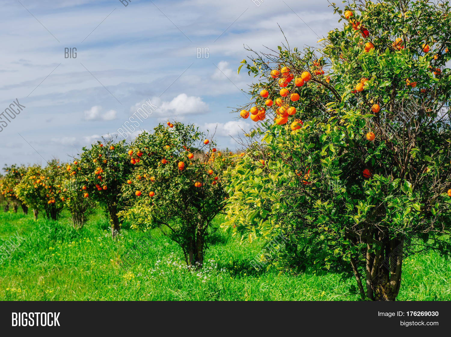 Orange - Tree Park Image & Photo (Free Trial) | Bigstock