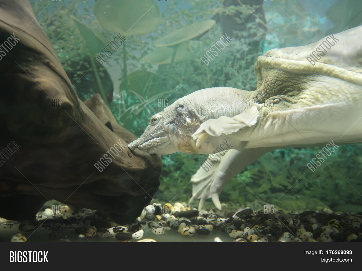 Chinese Softshell Image & Photo (Free Trial) | Bigstock