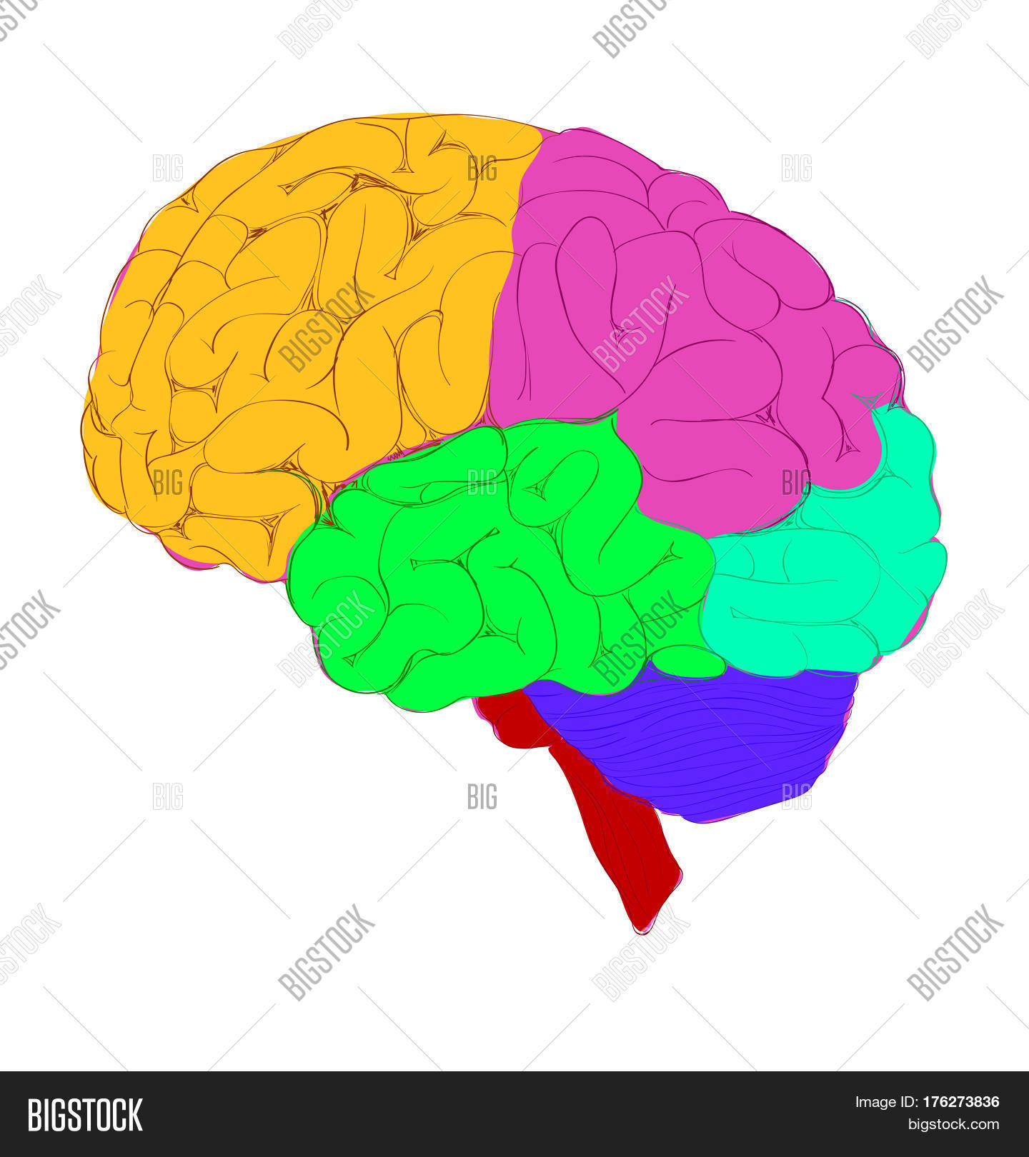Human Brain Colorful Vector & Photo (Free Trial) | Bigstock