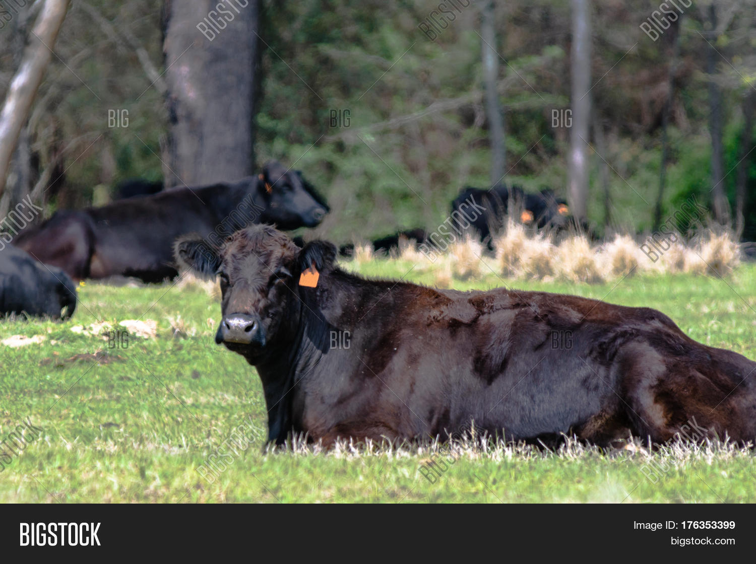Black Angus Cow Lying Image & Photo (Free Trial) | Bigstock