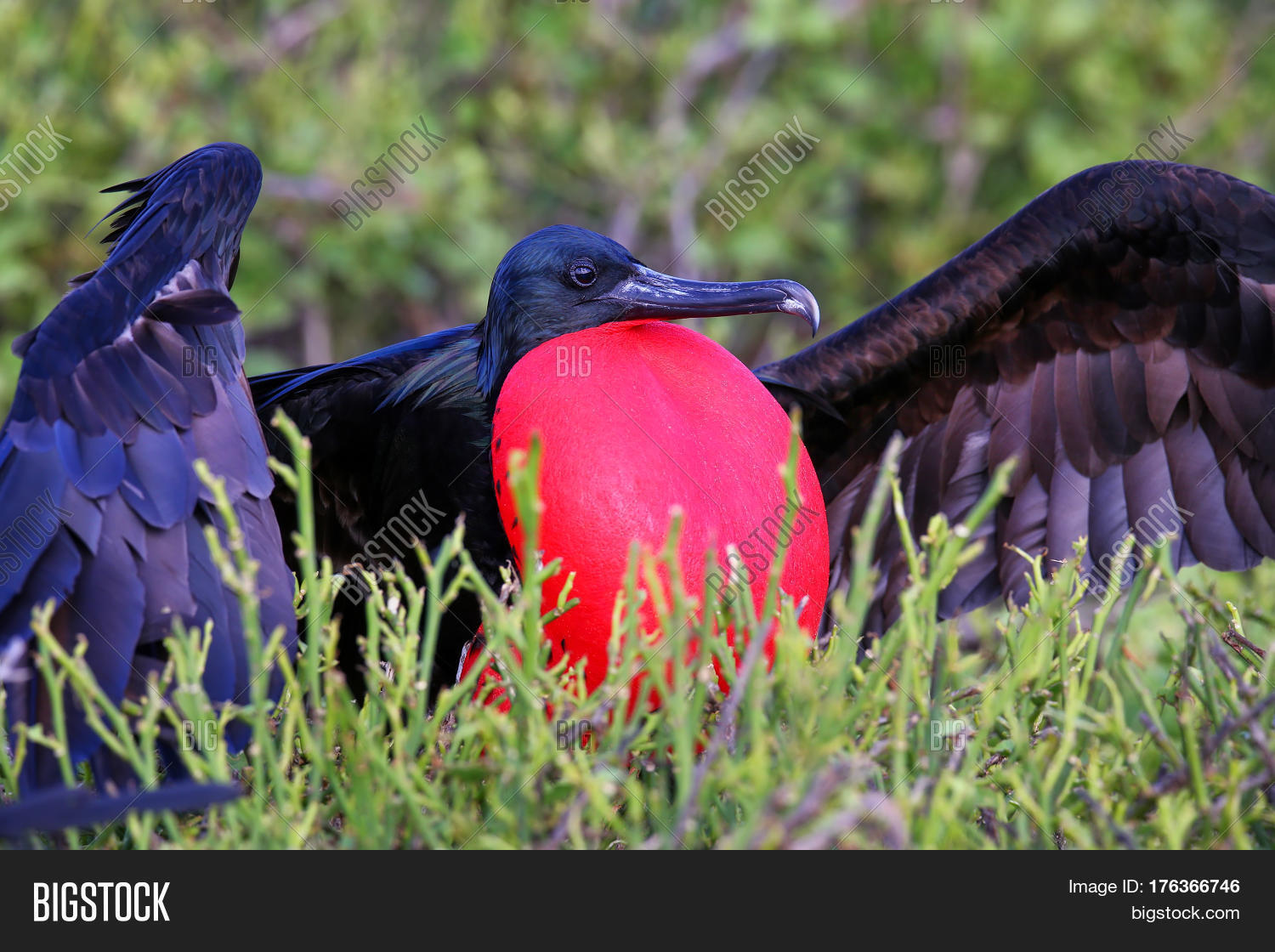 Male Great Frigatebird Image & Photo (Free Trial) | Bigstock