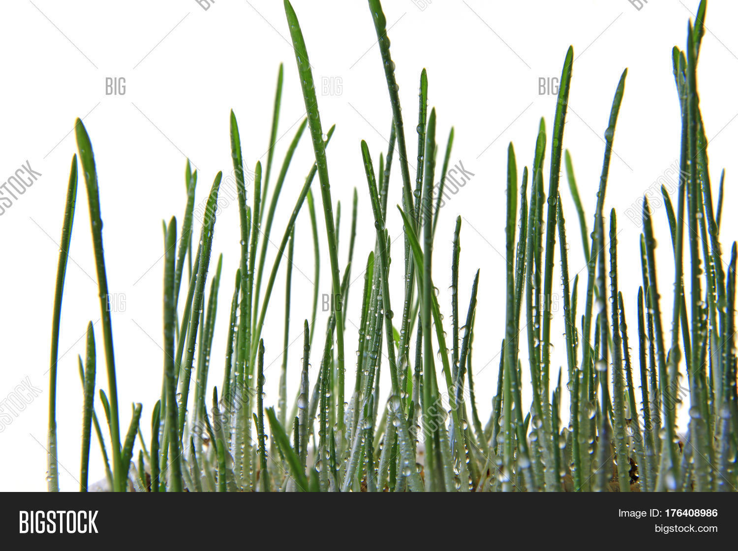 Seedlings Barley Cat Image & Photo (Free Trial) | Bigstock