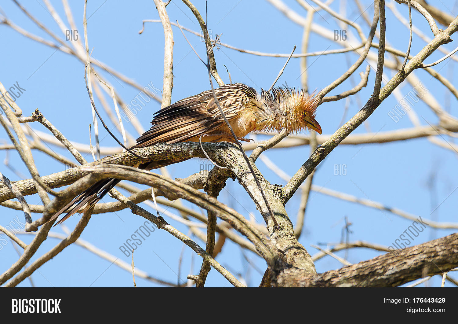 Bird Ruffled Feathers Image & Photo (Free Trial) | Bigstock