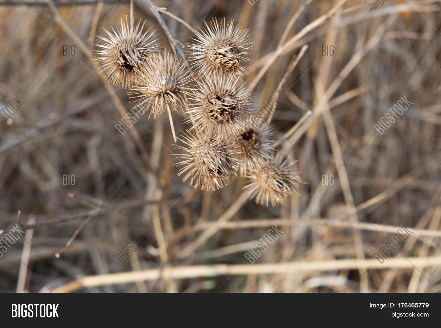 Bur Weed Ditch-bur ( Image & Photo (Free Trial) | Bigstock