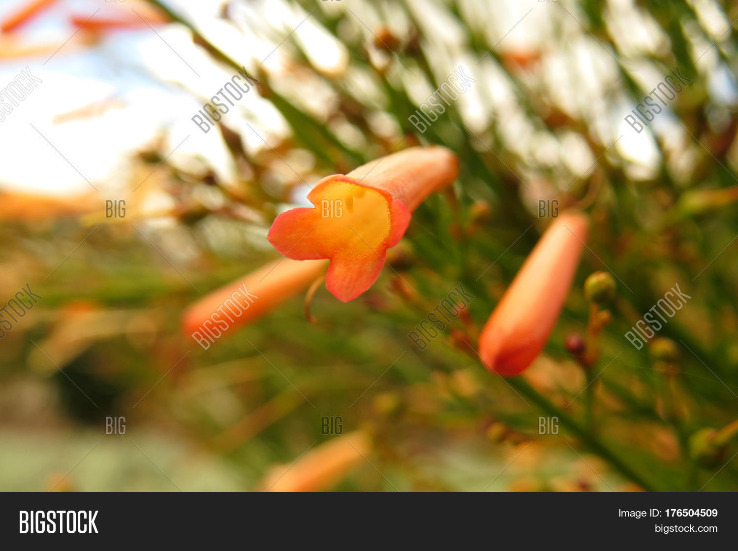 Native Australian Bell Image & Photo (Free Trial) | Bigstock