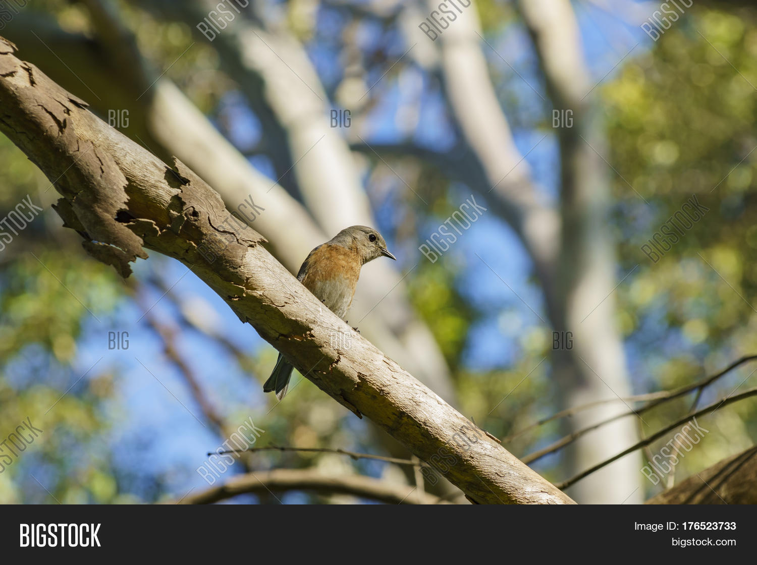Common Little Bird Image & Photo (Free Trial) | Bigstock
