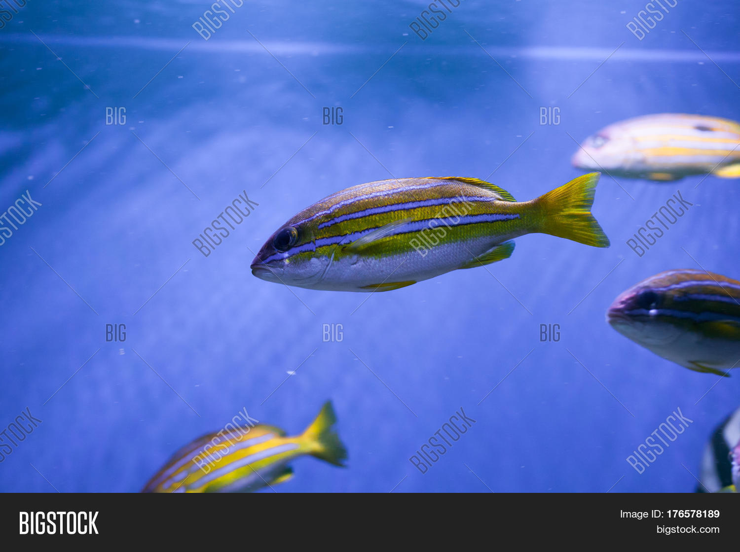 Bluestriped Snapper Image & Photo (Free Trial) | Bigstock