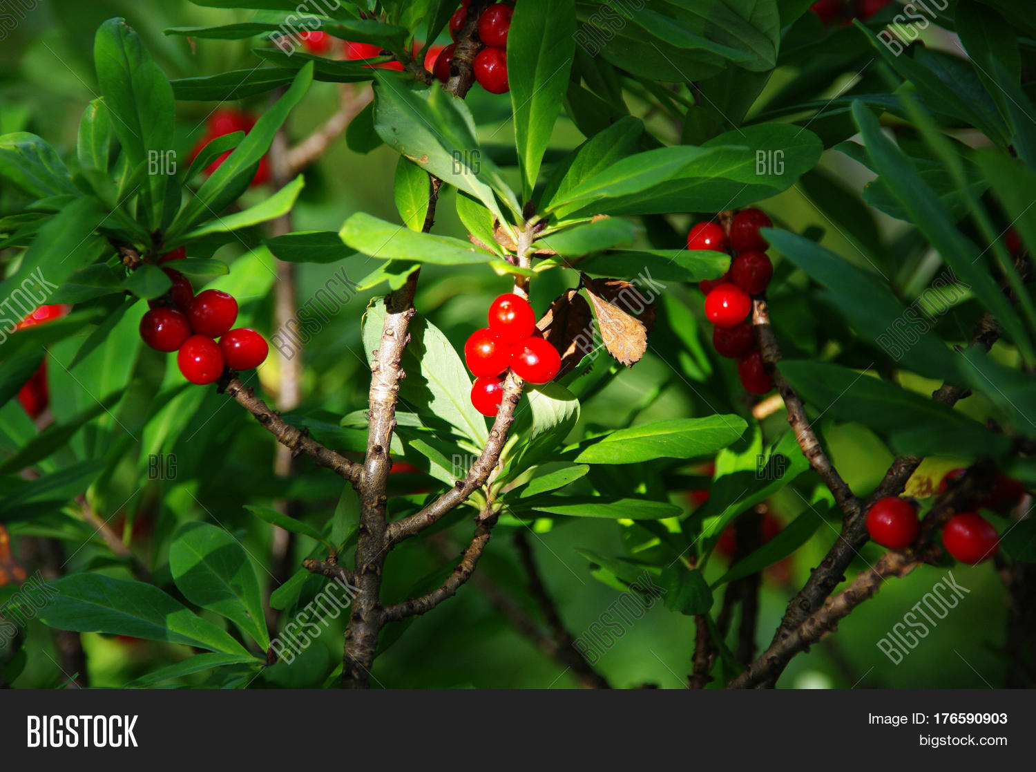 Poisonous Red Fruits Image & Photo (Free Trial) | Bigstock