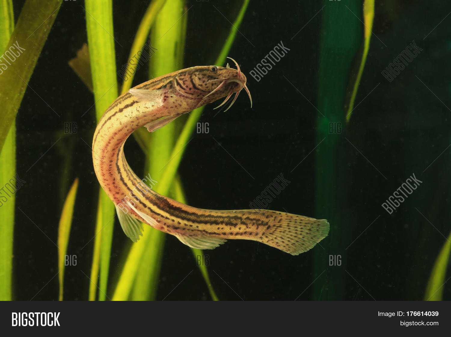 European Weather Loach Image & Photo (Free Trial) | Bigstock