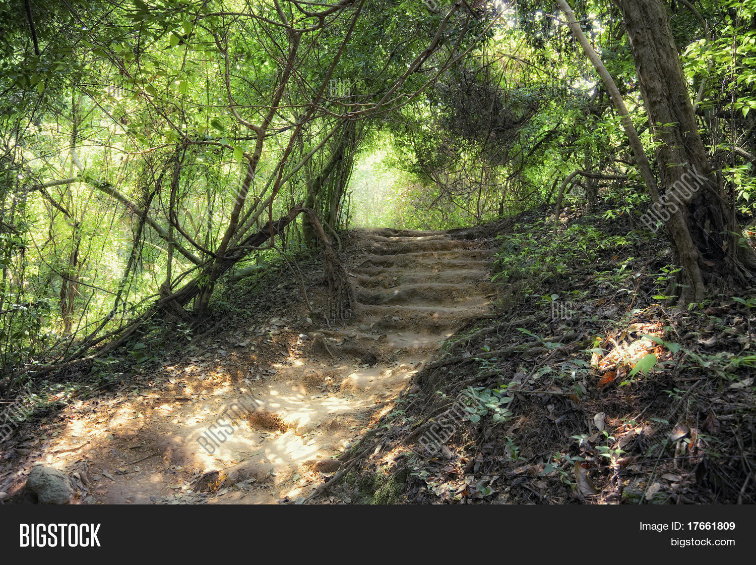 Step Way Deep Forest Image & Photo (Free Trial) | Bigstock