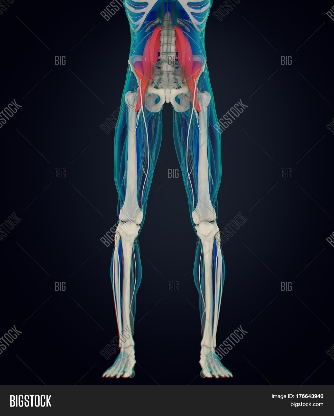 Human Anatomy, Psoas Image & Photo (Free Trial) | Bigstock