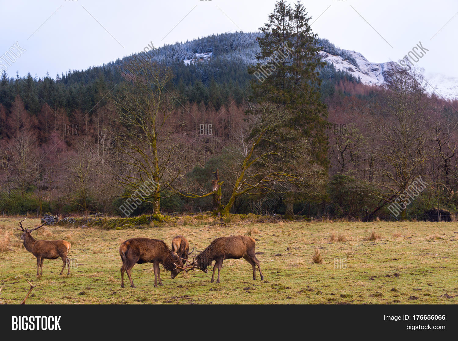 Butting Red Deer Image & Photo (Free Trial) | Bigstock