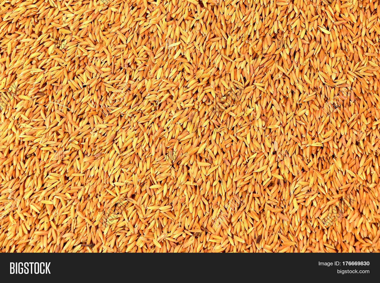 Paddy Jasmine Rice Image & Photo (Free Trial) | Bigstock