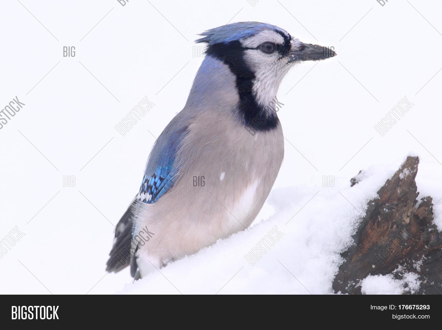 Blue Jay (corvid Image & Photo (Free Trial) | Bigstock