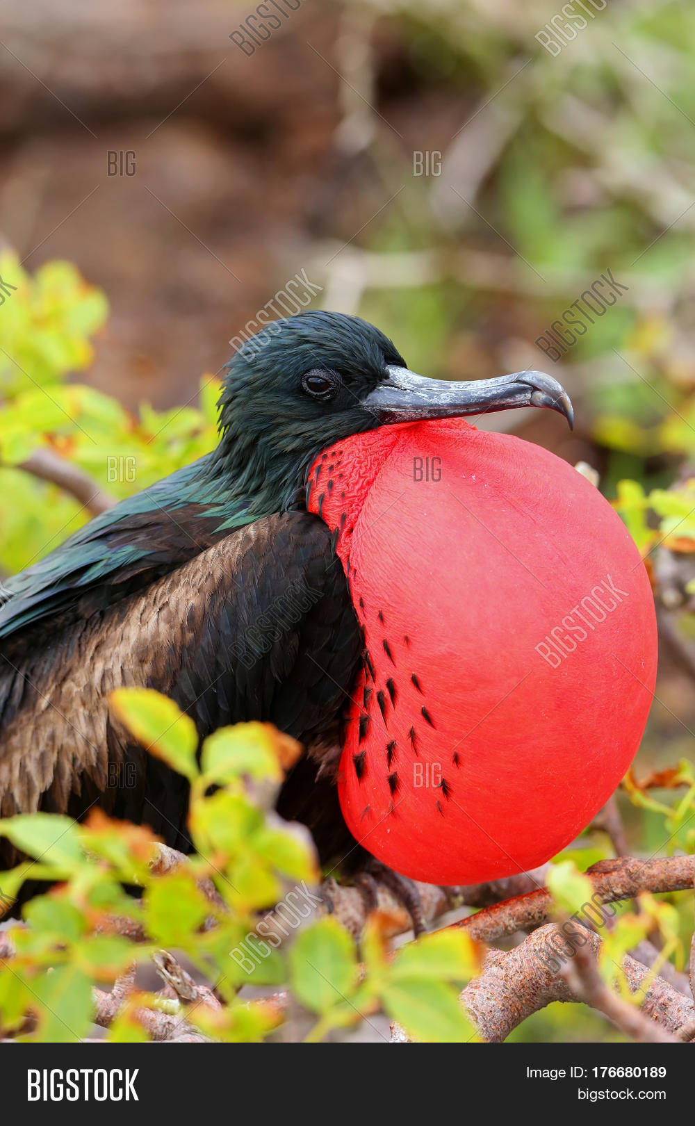 Male Great Frigatebird Image & Photo (Free Trial) | Bigstock