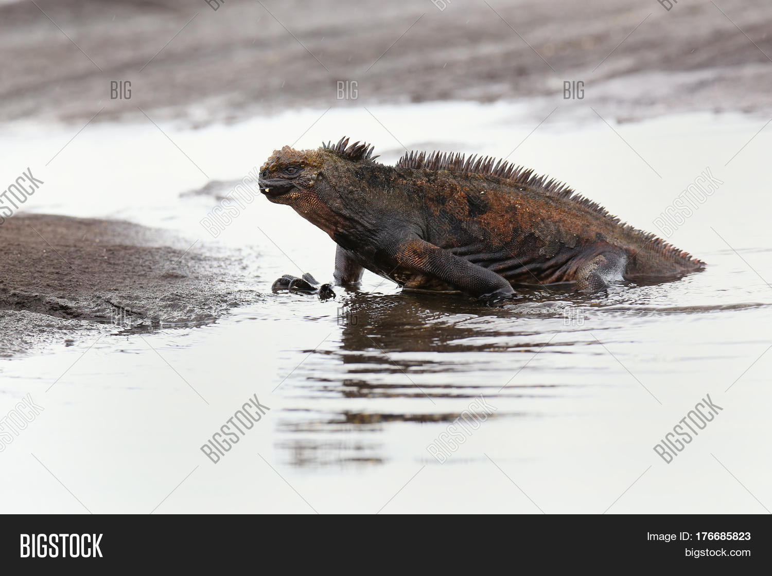 Marine Iguana Getting Image & Photo (Free Trial) | Bigstock