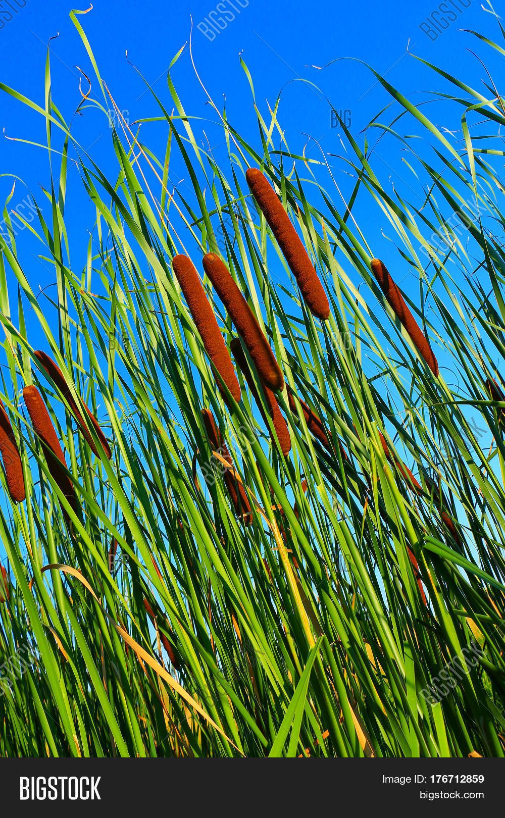 Typha Latifolia, Image & Photo (Free Trial) | Bigstock
