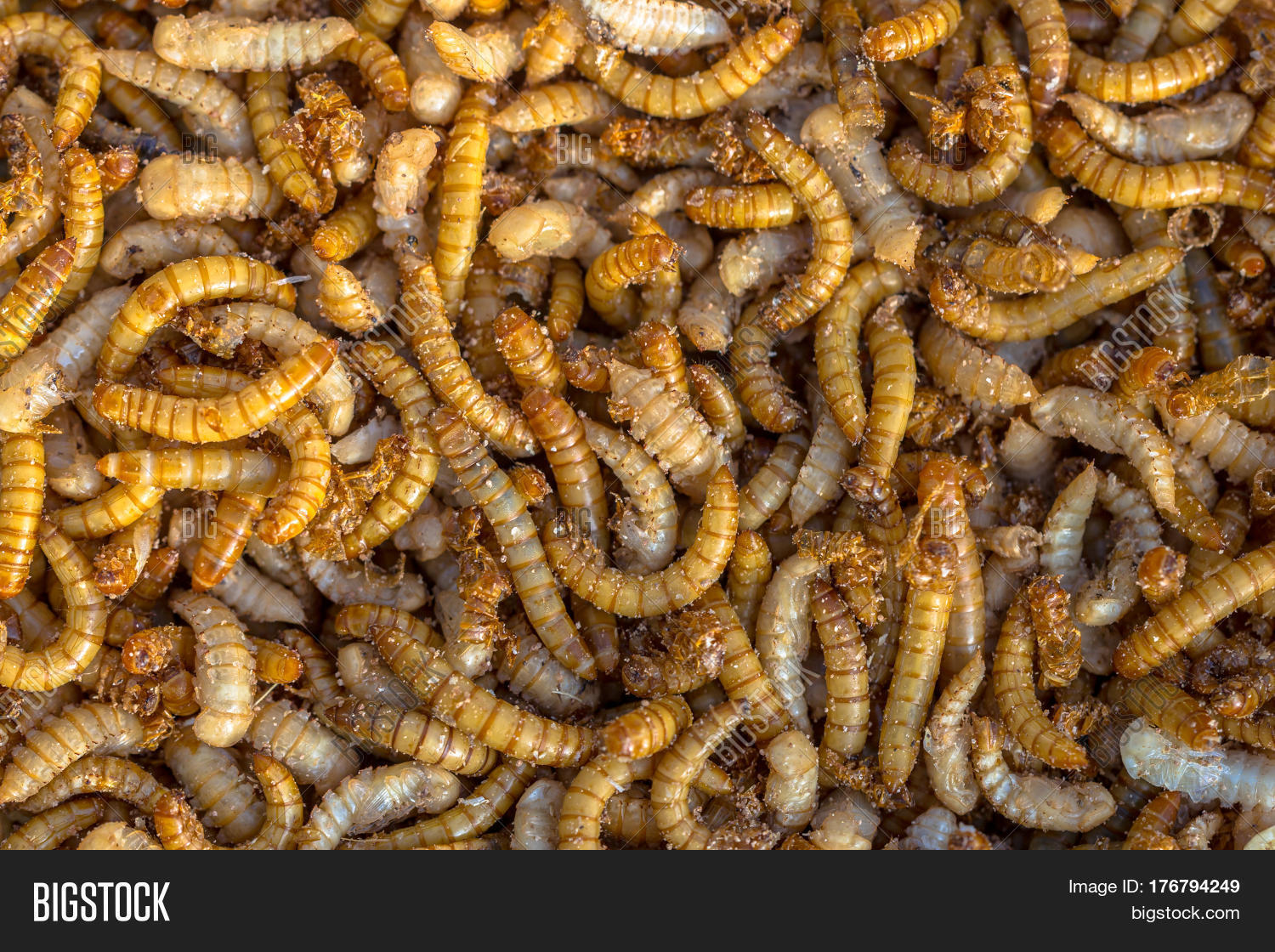 Living Mealworm Larvae Image & Photo (Free Trial) | Bigstock