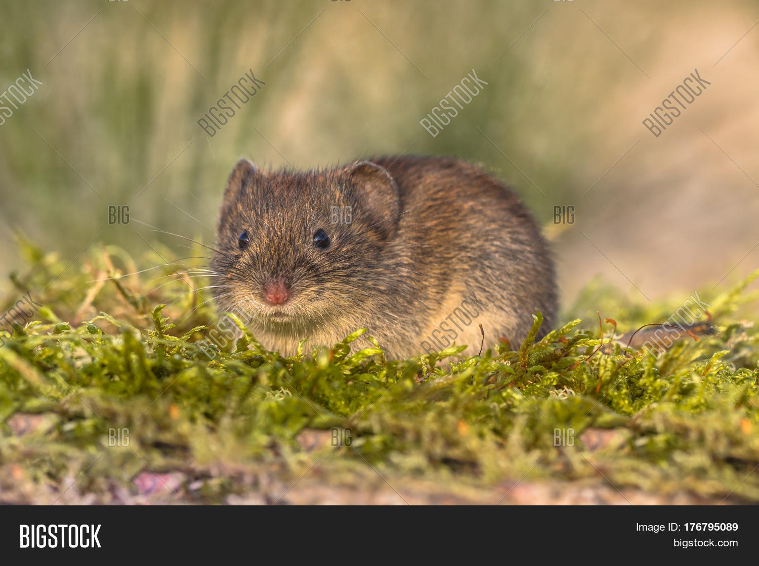 Wild Bank Vole Natural Image & Photo (Free Trial) | Bigstock