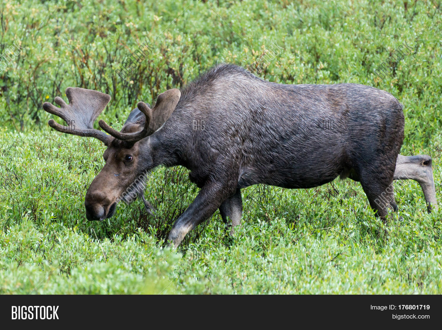 Shiras Moose Colorado Image & Photo (Free Trial) | Bigstock