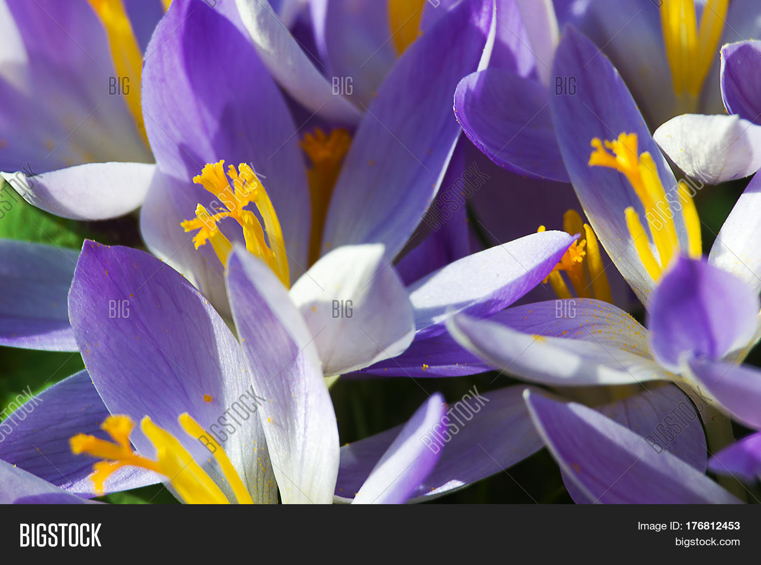 Small Spring Flowers Image & Photo (Free Trial) | Bigstock