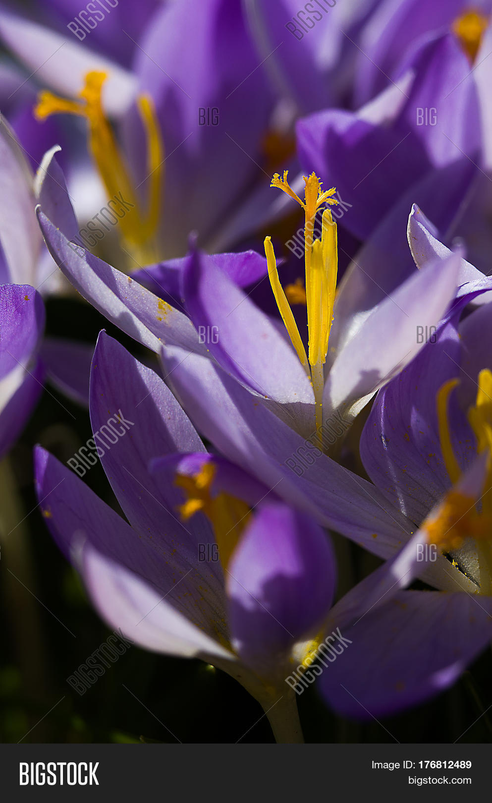 Small Spring Flowers Image & Photo (Free Trial) | Bigstock