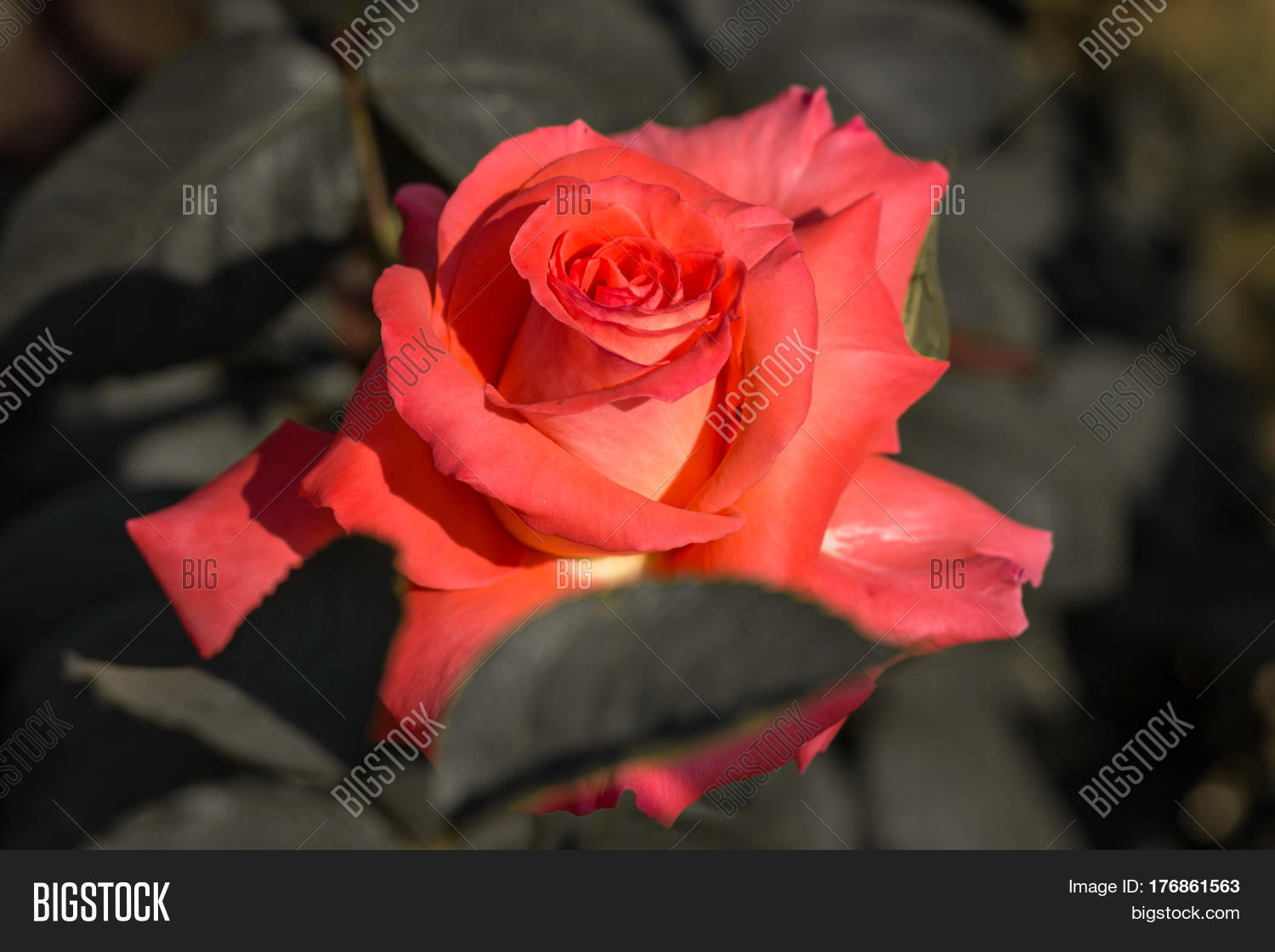 Early Morning Image & Photo (Free Trial) | Bigstock