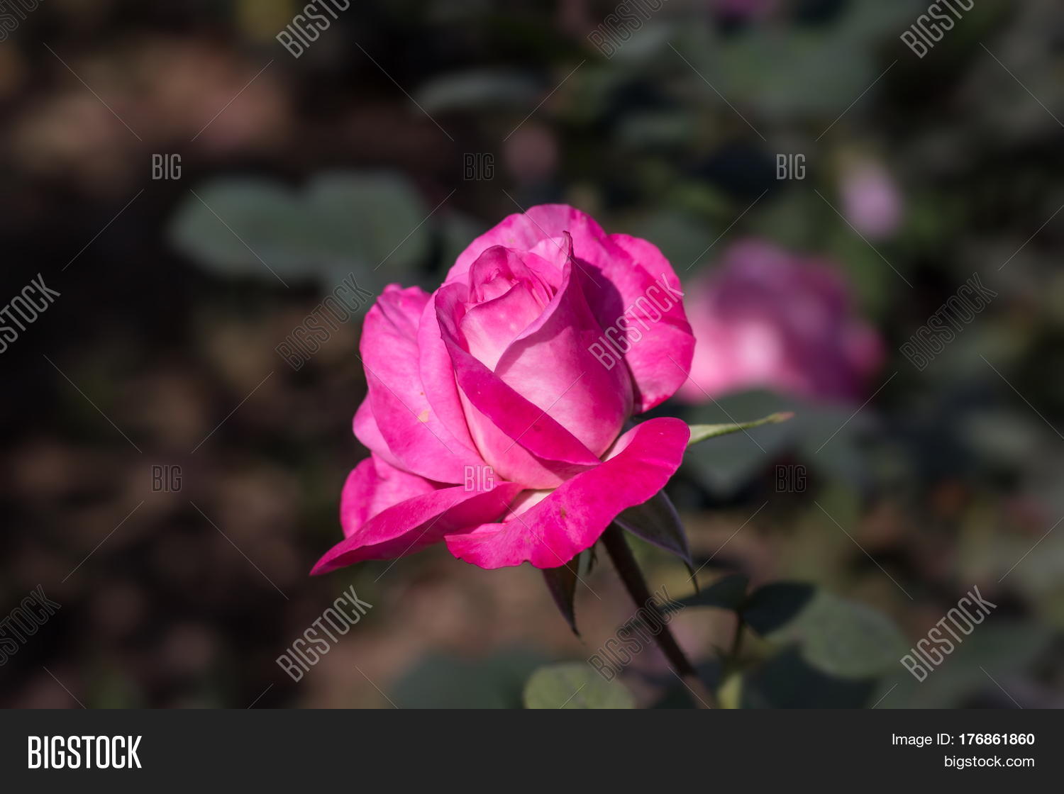 Early Morning Image & Photo (Free Trial) | Bigstock