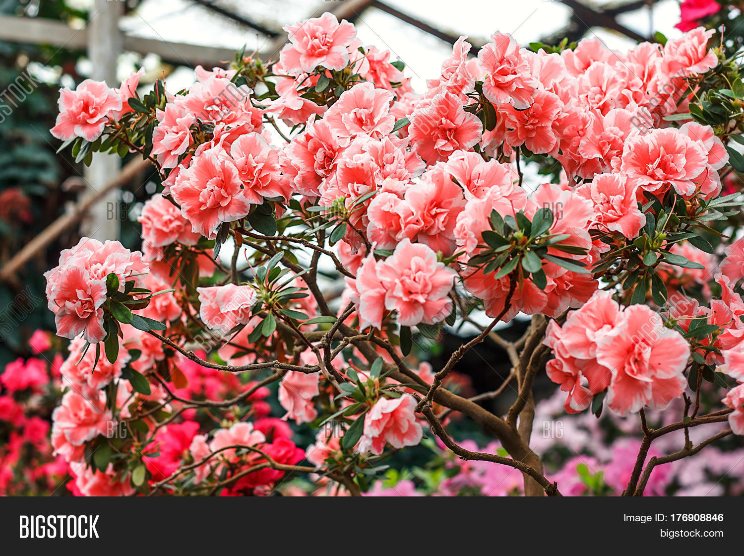 Beautiful Pink Image & Photo (Free Trial) | Bigstock