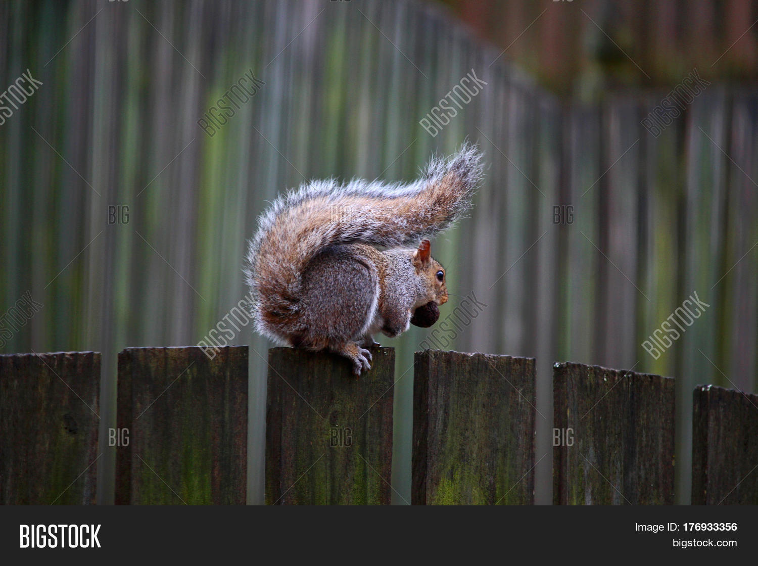 Squirrel Nut On Fence Image & Photo (Free Trial) | Bigstock