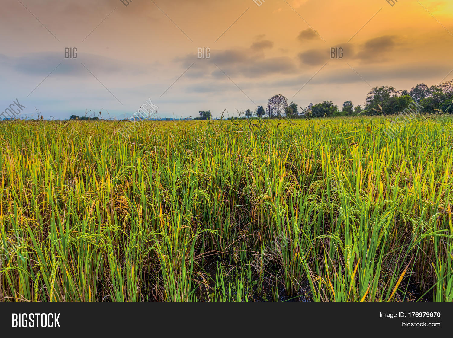 Rice Husk Green Starts Image & Photo (Free Trial) | Bigstock
