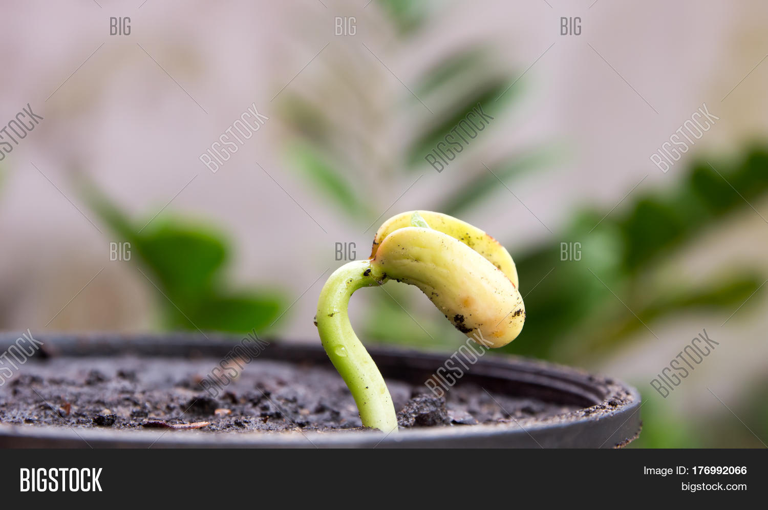 Seeds, Growing Plants Image & Photo (Free Trial) | Bigstock