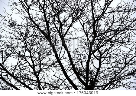 Photo Treetops Image & Photo (Free Trial) | Bigstock