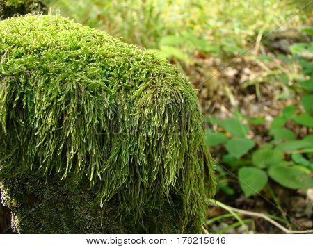 Green Fluffy Moss Image & Photo (Free Trial) | Bigstock