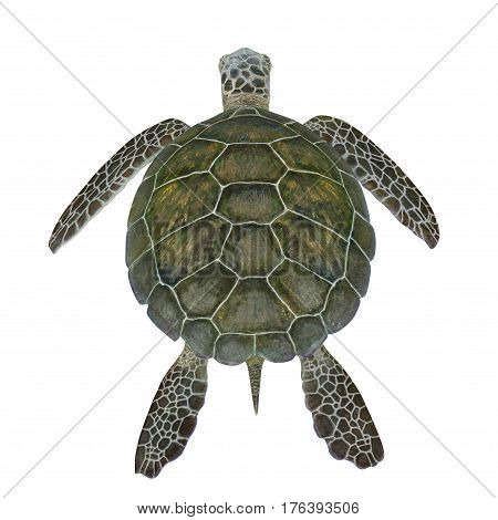 Hawksbill Sea Turtle Image & Photo (Free Trial) | Bigstock