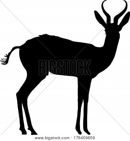 Springbok Images, Illustrations, Vectors - Springbok Stock Photos ...