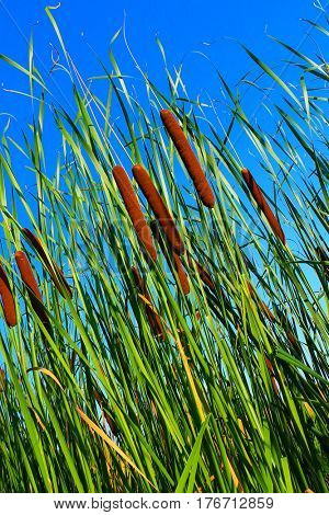 Typha Latifolia, Image & Photo (Free Trial) | Bigstock