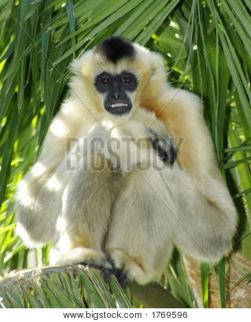 White Cheek Monkey Image & Photo (Free Trial) | Bigstock