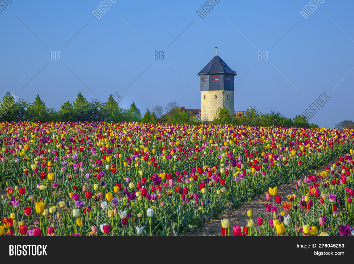 Spring Field Blooming Image & Photo (Free Trial) | Bigstock