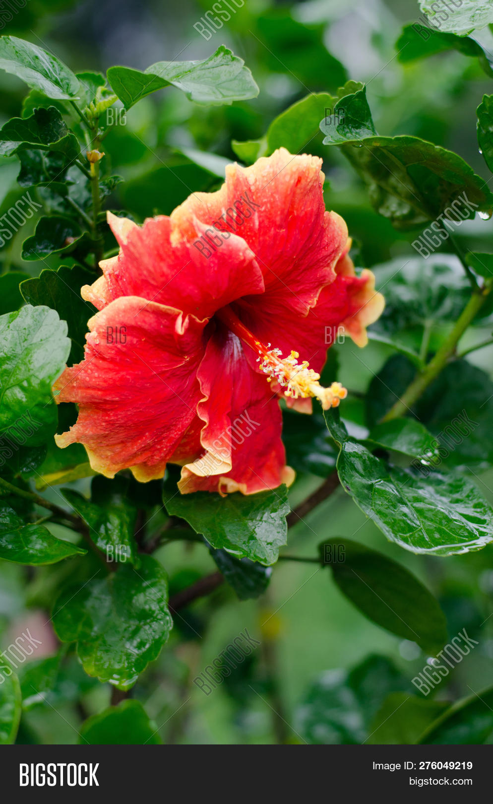 Awesome Red Hibiscus Image & Photo (Free Trial) | Bigstock