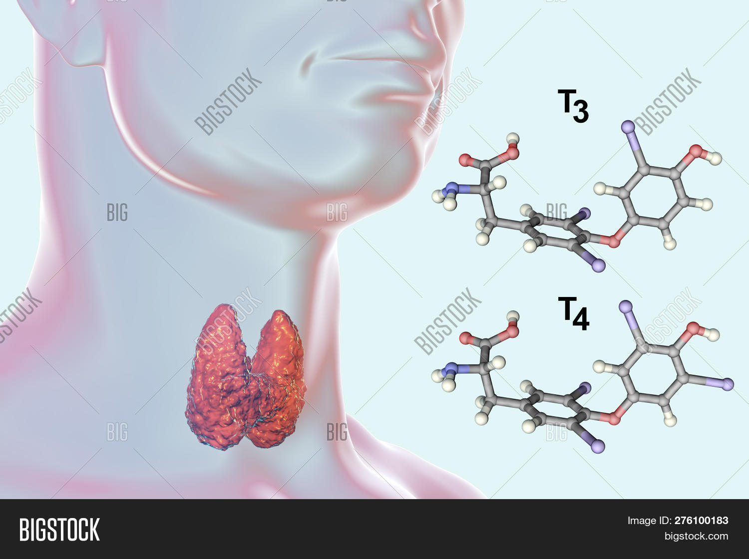Molecules Thyroid Image & Photo (Free Trial) | Bigstock
